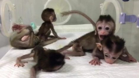 Scientists clone gene-edited monkey for circadian disorder - MENTITUDE